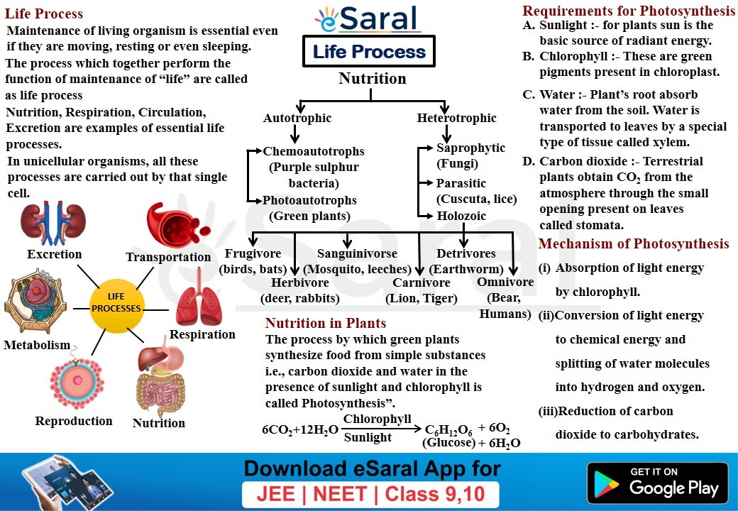 Top 53 Steps Of Nutrition In Animals Lestwinsonline