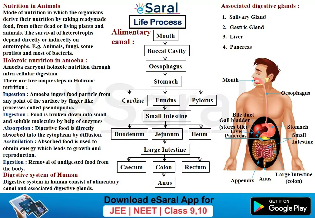 Life Processes Class 10 Chapter 6 Short Notes Mind Maps Life Processes Class 10 Chapter 6 Short Notes Mind Maps