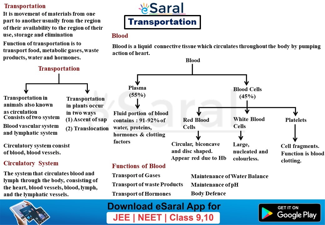 Life Processes Class 10 Chapter 6 Short Notes Mind Maps Life Processes Class 10 Chapter 6 Short Notes Mind Maps